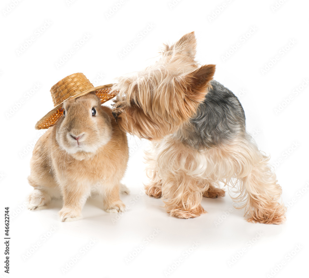 Rabbit and dog Stock Photo | Adobe Stock