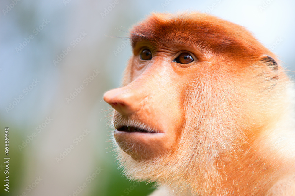 Proboscis monkey Stock Photo | Adobe Stock