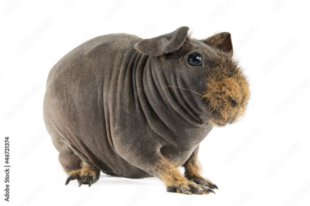 Guinea Pig Stock Photo | Adobe Stock
