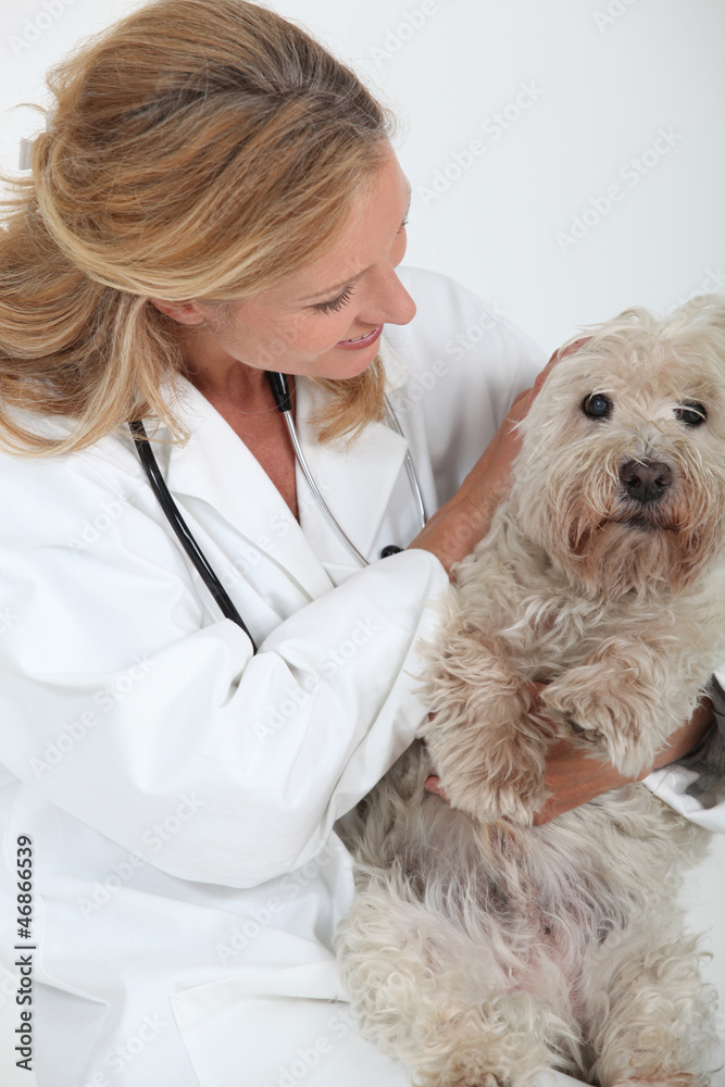 veterinarian Stock Photo | Adobe Stock