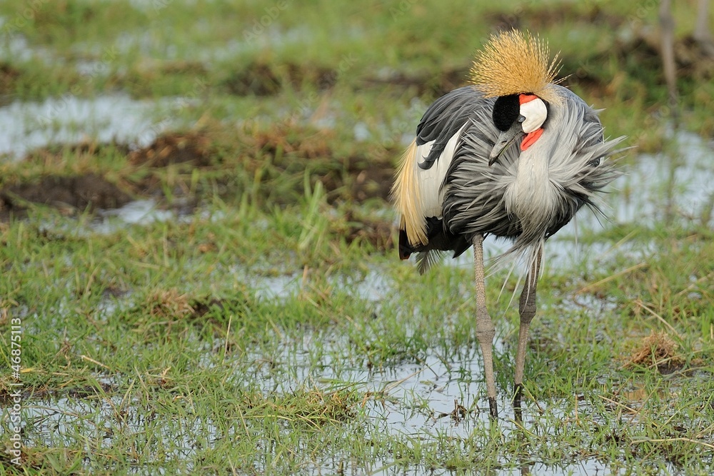 Gru coronata Stock Photo | Adobe Stock