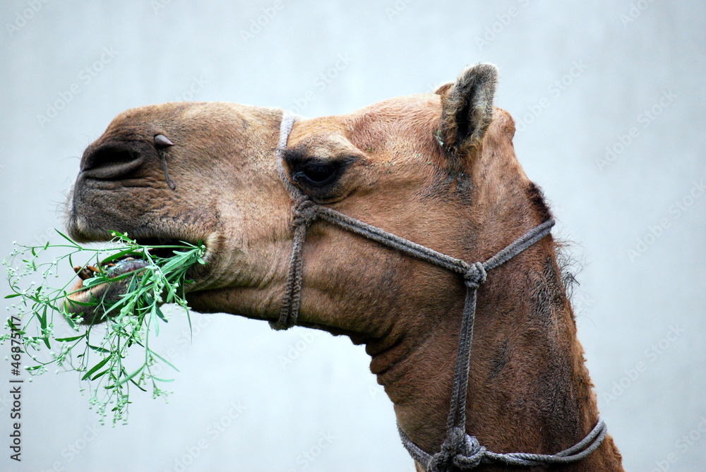 Camel Eating Grass