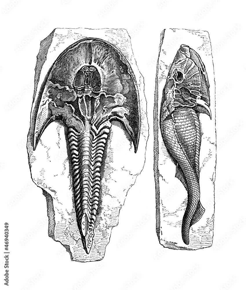 Fossil : Fish (Cephalaspis) Stock Illustration | Adobe Stock