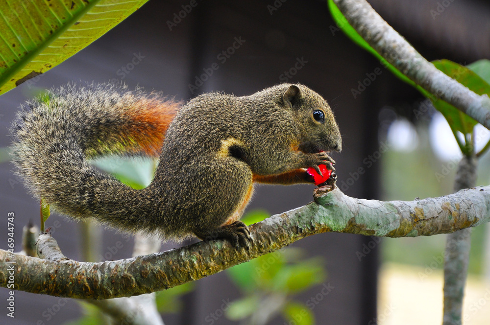 Red Tailed Squirrel