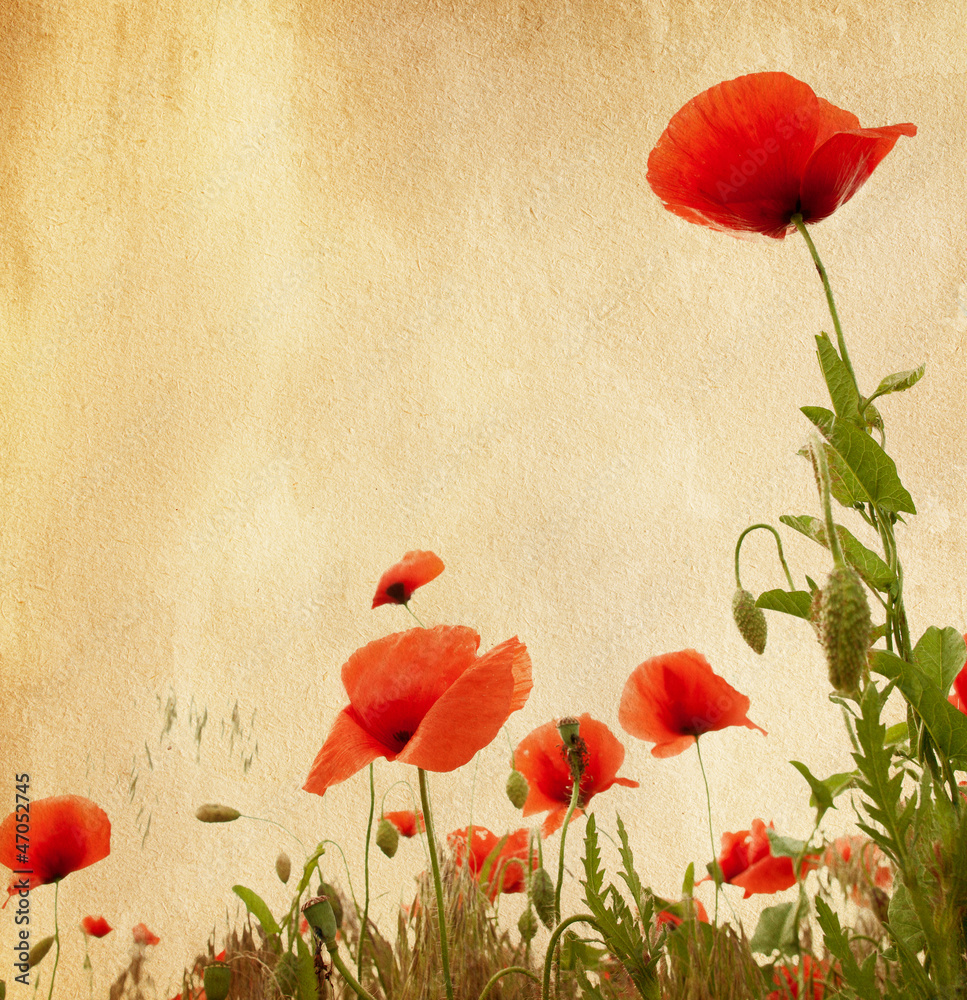 Photo & Art Print old paper texture with poppies, Antonel