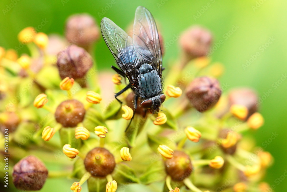 Housefly aka house fly over natural background, Musca domestica Stock ...