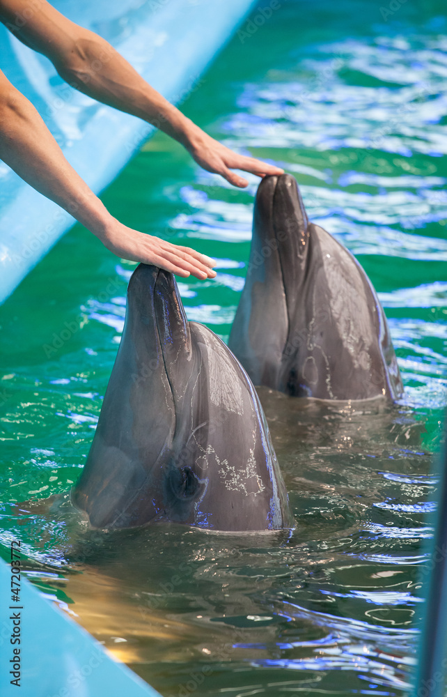 Two human hands touching dolphins Stock Photo | Adobe Stock