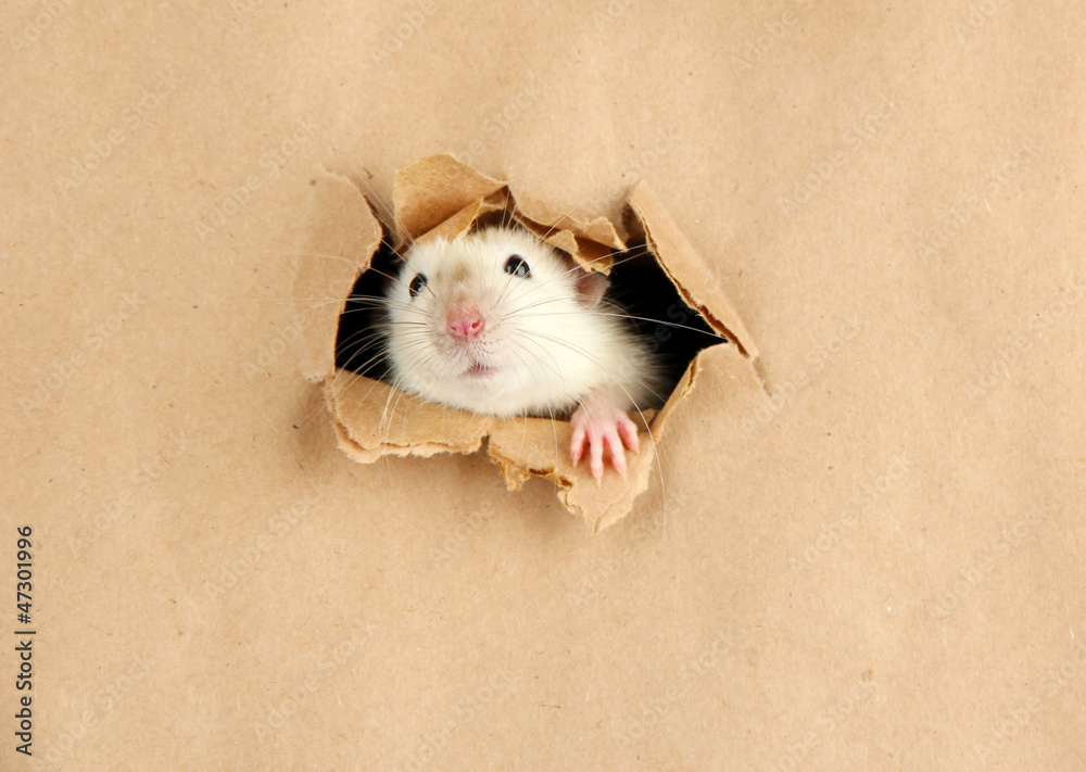 funny little rat on paper background Stock Photo | Adobe Stock
