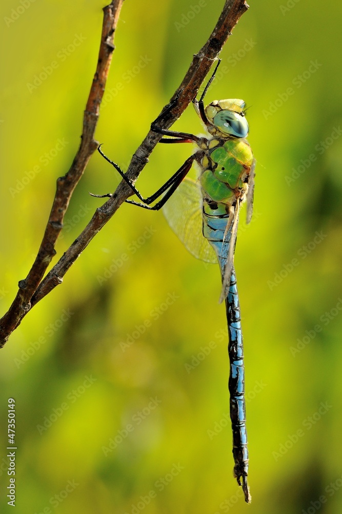 Anax imperator Stock Photo | Adobe Stock