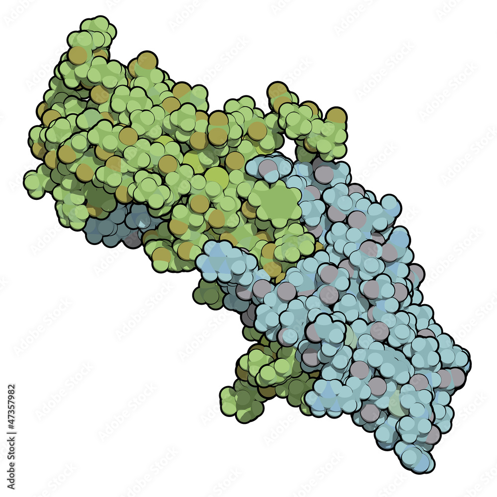 Follicle-stimulating hormone (FSH) molecule, chemical structure Stock ...