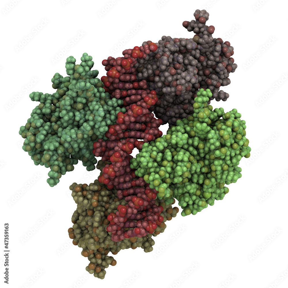 p53 tumor suppressor protein, chemical structure (core domain) Stock ...