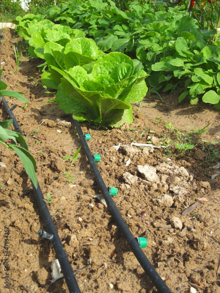 lechugas y riego por goteo foto de Stock | Adobe Stock