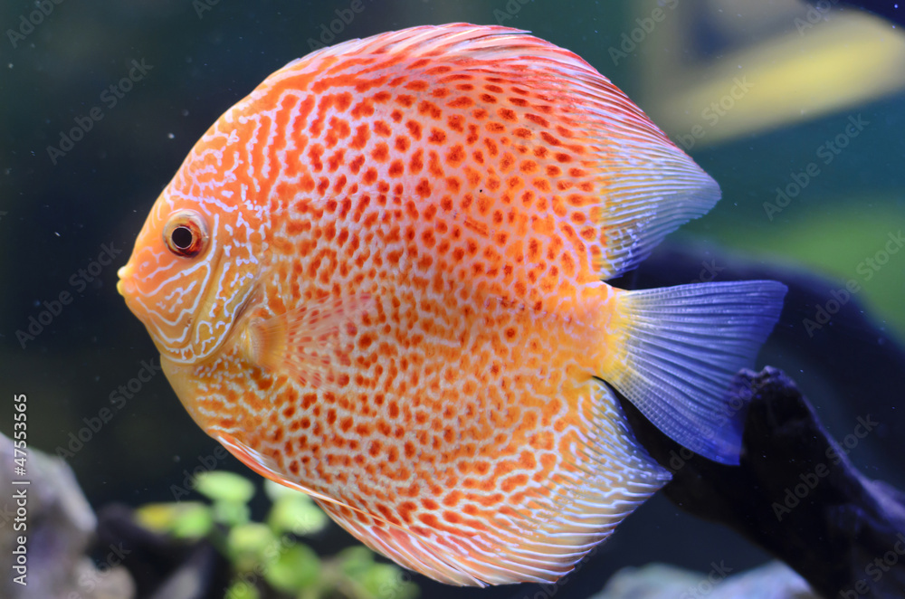 Discus fish, Orange Symphysodon Discus in aquarium. Stock Photo | Adobe ...
