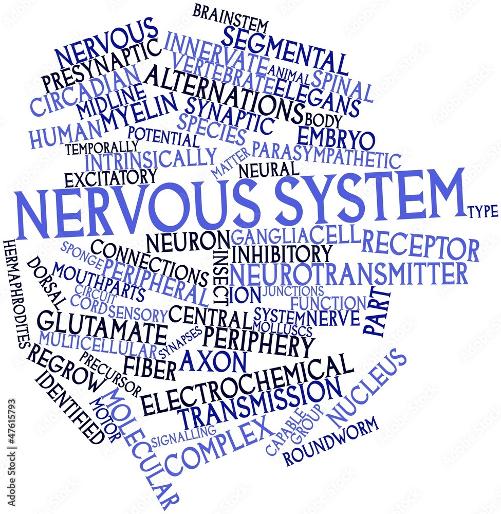 Word cloud for Nervous system Stock Illustration | Adobe Stock