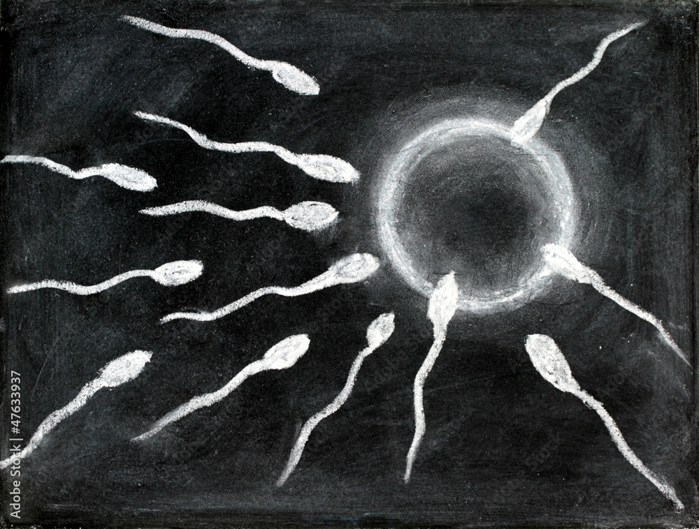 Fertilization of sperm and egg drawing with chalk on blackboard Stock ...