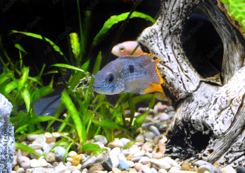 Aquarium Fish dwarf Cichlid-Apistogramma nijsseni. Stock Photo | Adobe ...