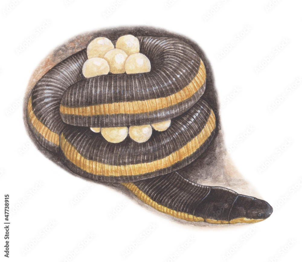 Asiatic tailed caecilian-with eggs Stock Illustration | Adobe Stock