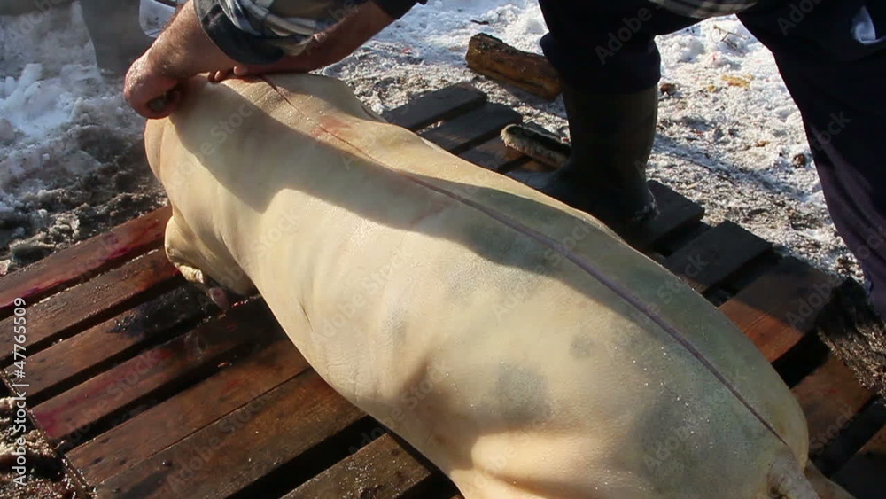 Pig slaughtered in a traditional way, in a small farm ... vídeo de ...