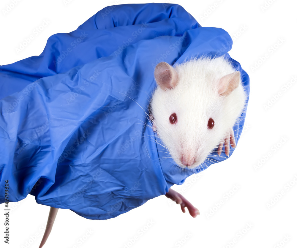Laboratory white rat strain Sprague Dawley rats in the hands of Stock ...
