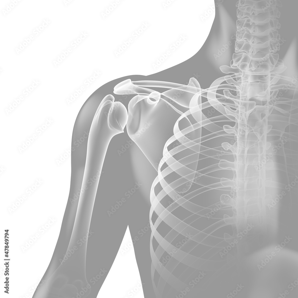 Schulter - Anatomie - 3D Grafik Stock Illustration | Adobe Stock