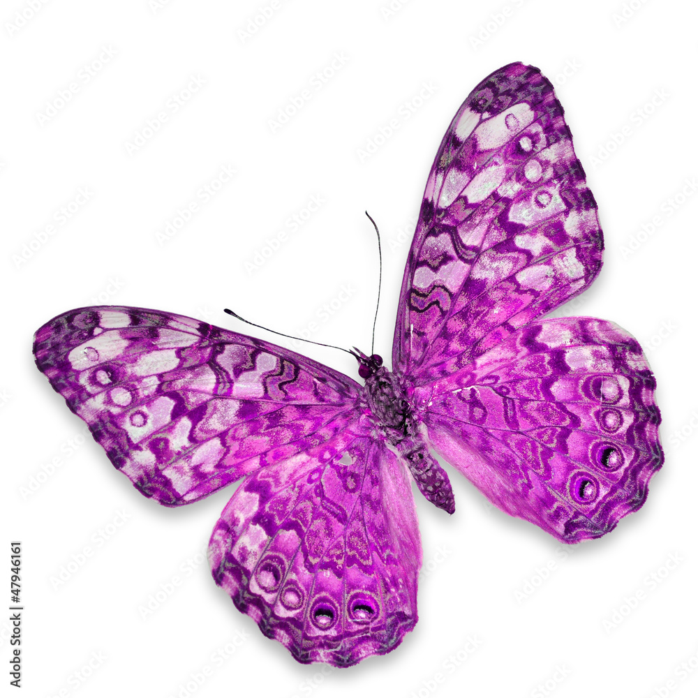 Pink Butterfly Species