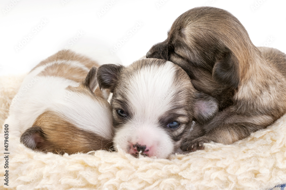 Why Do Puppies Huddled Together