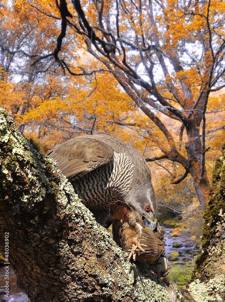Azor Cazando En El Bosque Stock Photo Adobe Stock Azor Cazando En El Bosque Stock Photo Adobe Stock