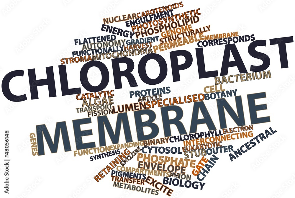 Word cloud for Chloroplast membrane Stock Illustration | Adobe Stock