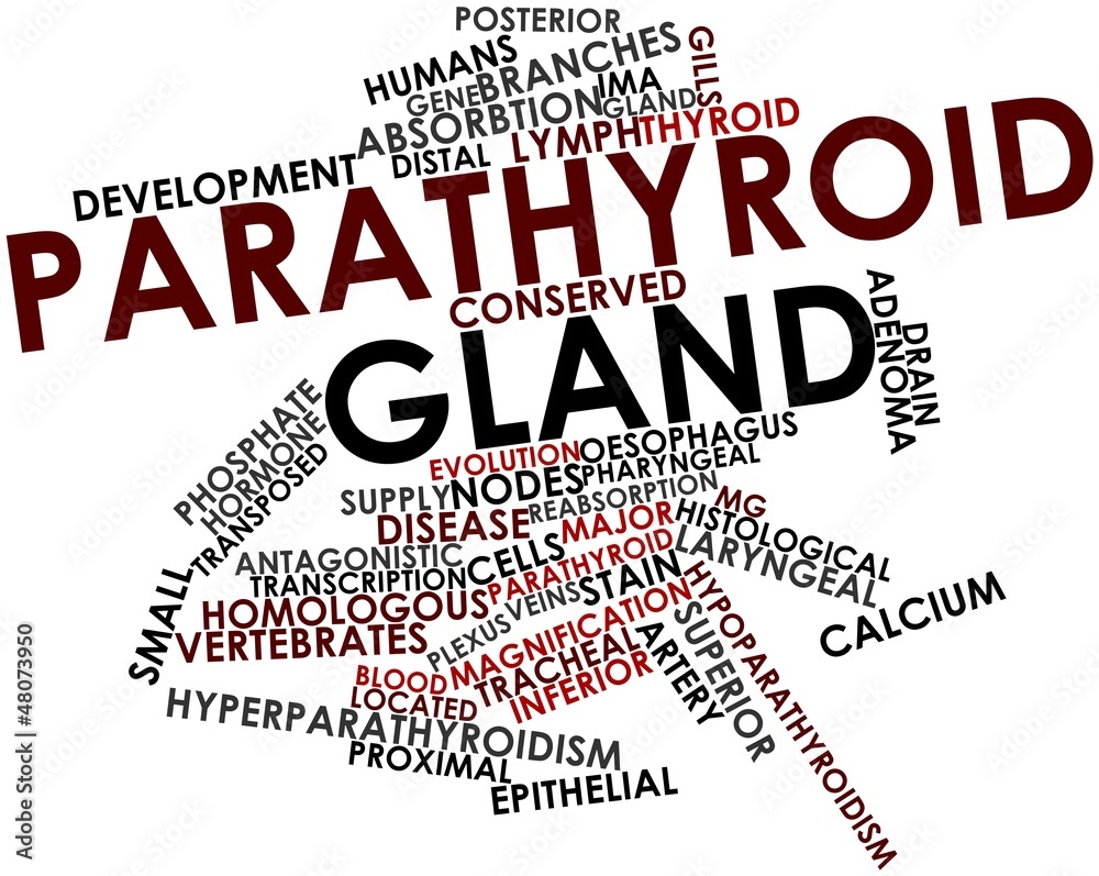 Word cloud for Parathyroid gland Stock Illustration | Adobe Stock