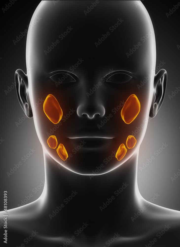 Salivary gland anatomy anterior view Stock Illustration | Adobe Stock