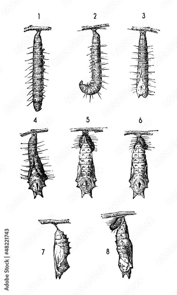 Butterfly : Chrysalis - his Life Path Stock Illustration | Adobe Stock