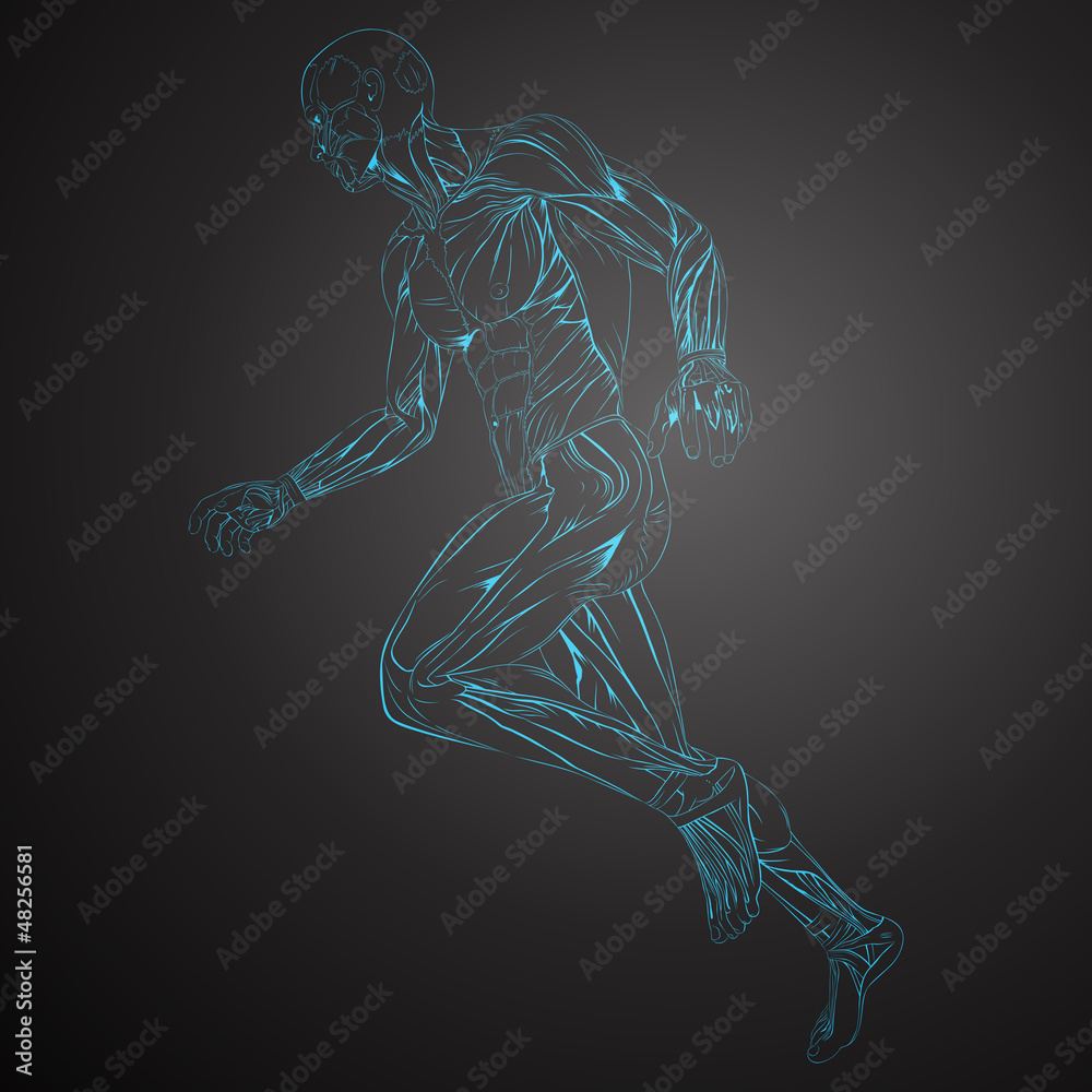Vector Illustration of Human Muscle Anatomy Stock Vector | Adobe Stock