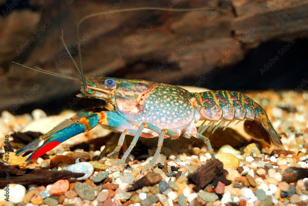 colorful Australian blue crayfish - cherax quadricarinatus in aq Stock ...