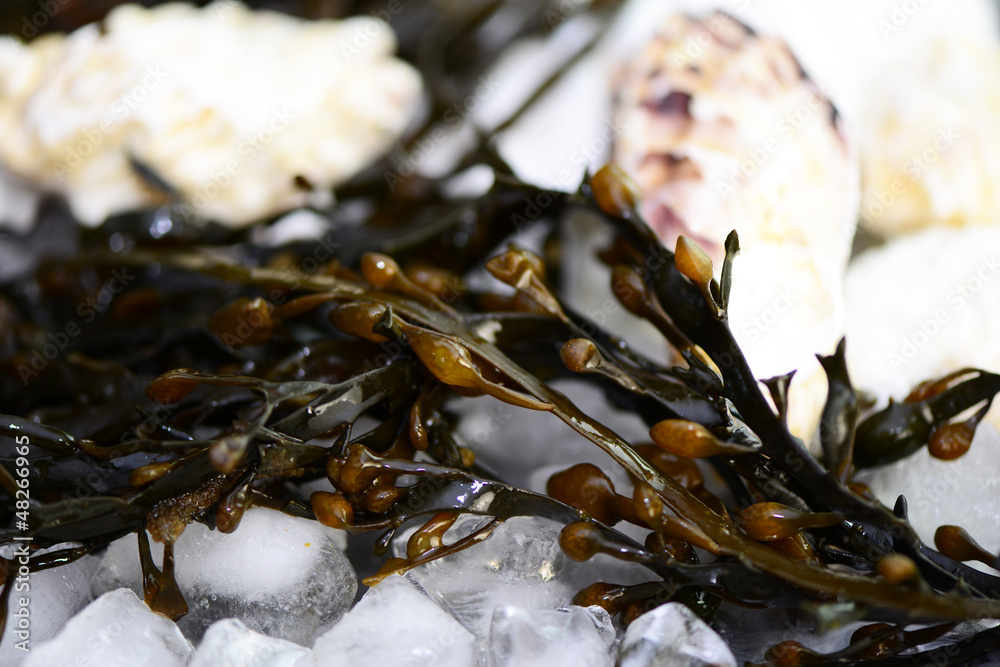 Meeresalgen, Muscheln Stock-Foto | Adobe Stock