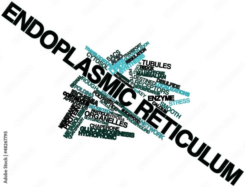 Word cloud for Endoplasmic reticulum Stock Illustration | Adobe Stock