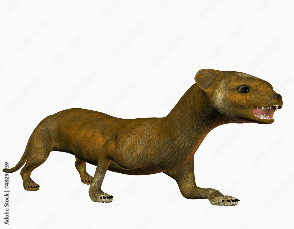 laufendes Wiesel Stock-Illustration | Adobe Stock