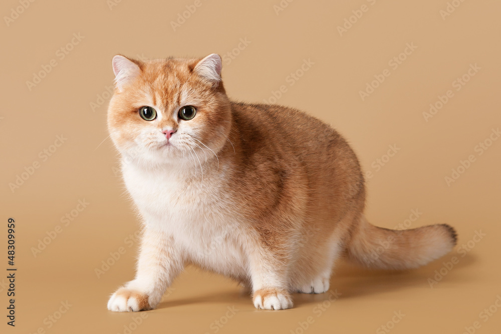 Light Brown Cat