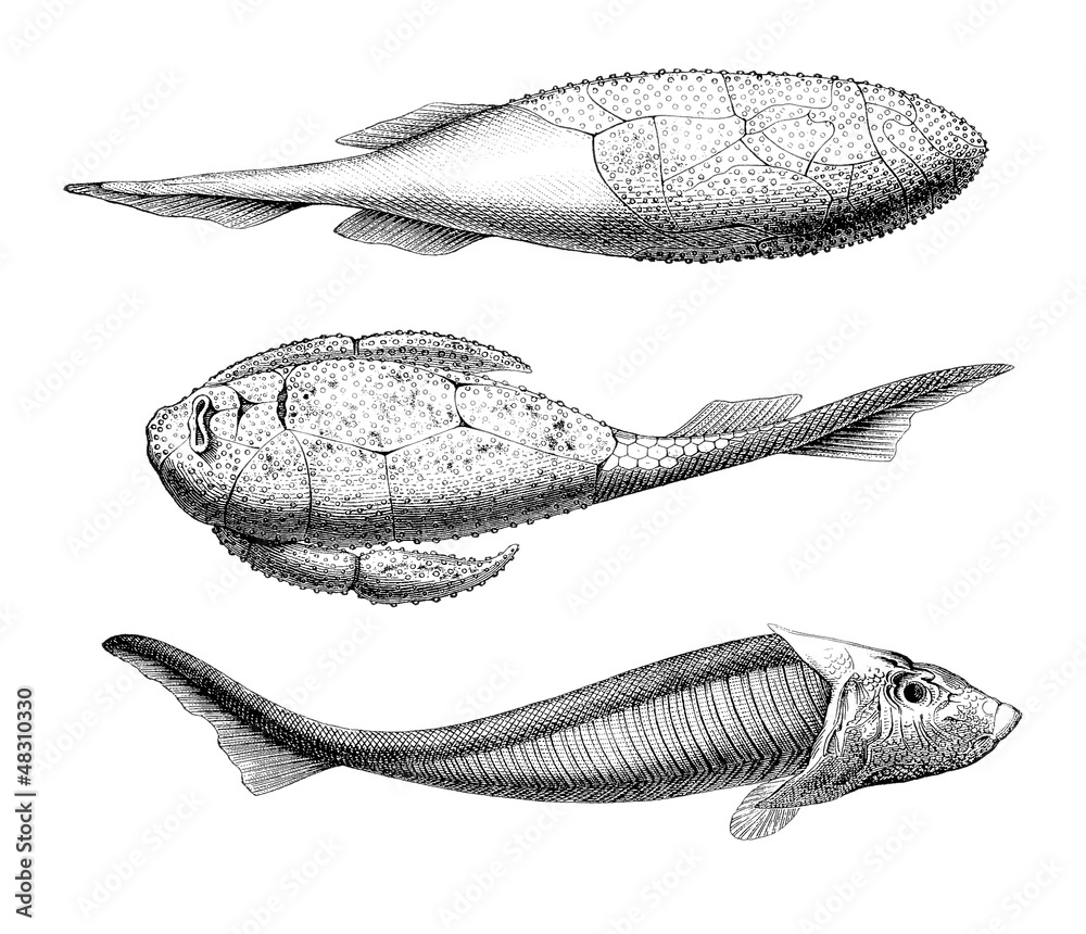 Devonian Period Fish