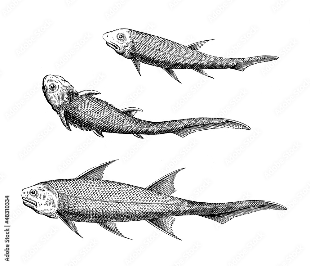 Devonian Period Animals