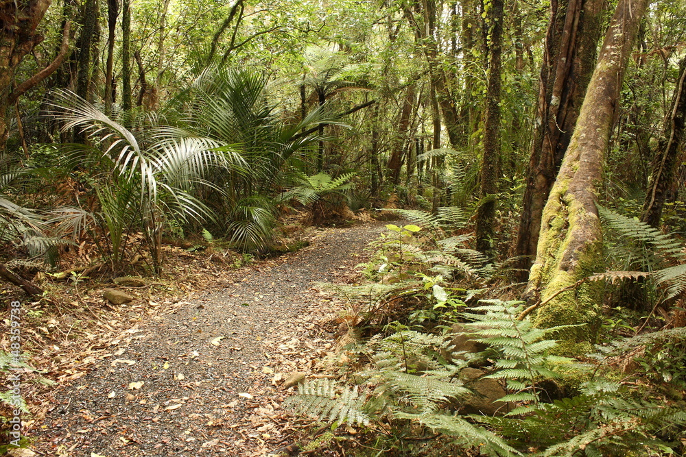 path in Waitakere Ranges rain forest Stock Photo | Adobe Stock