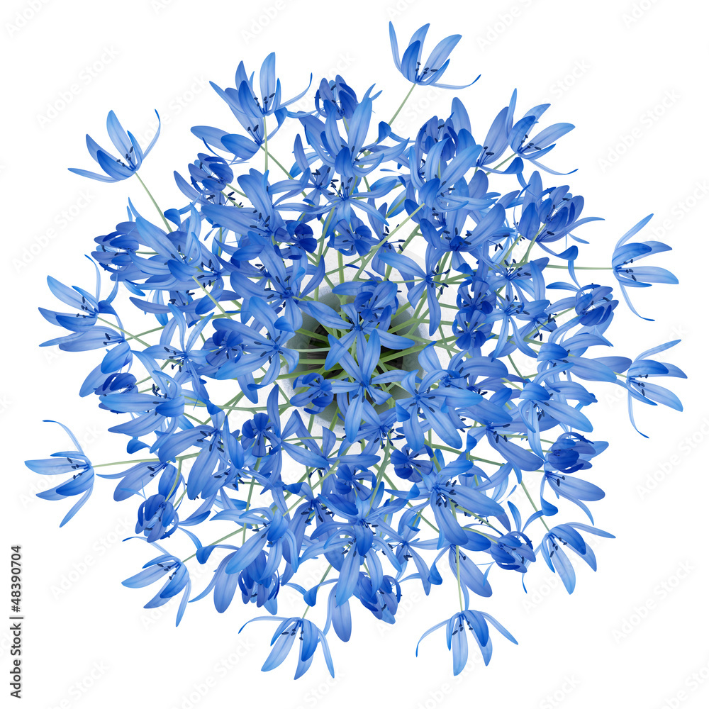 top view of blue flowers in vase isolated on white background Stock ...
