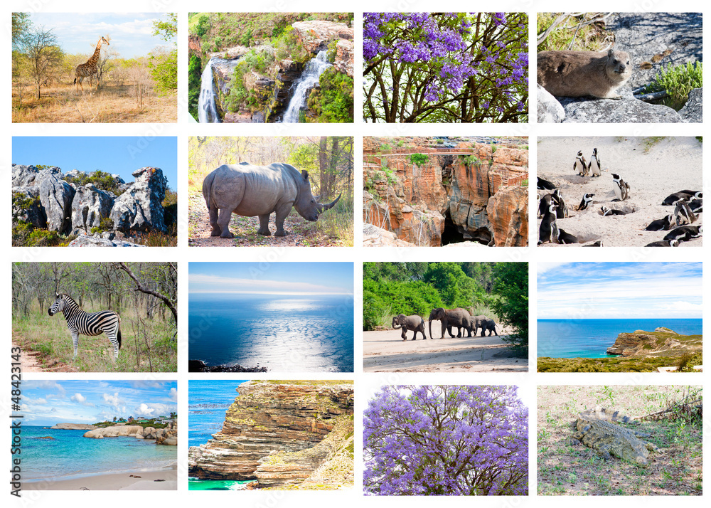 African Animals Collage