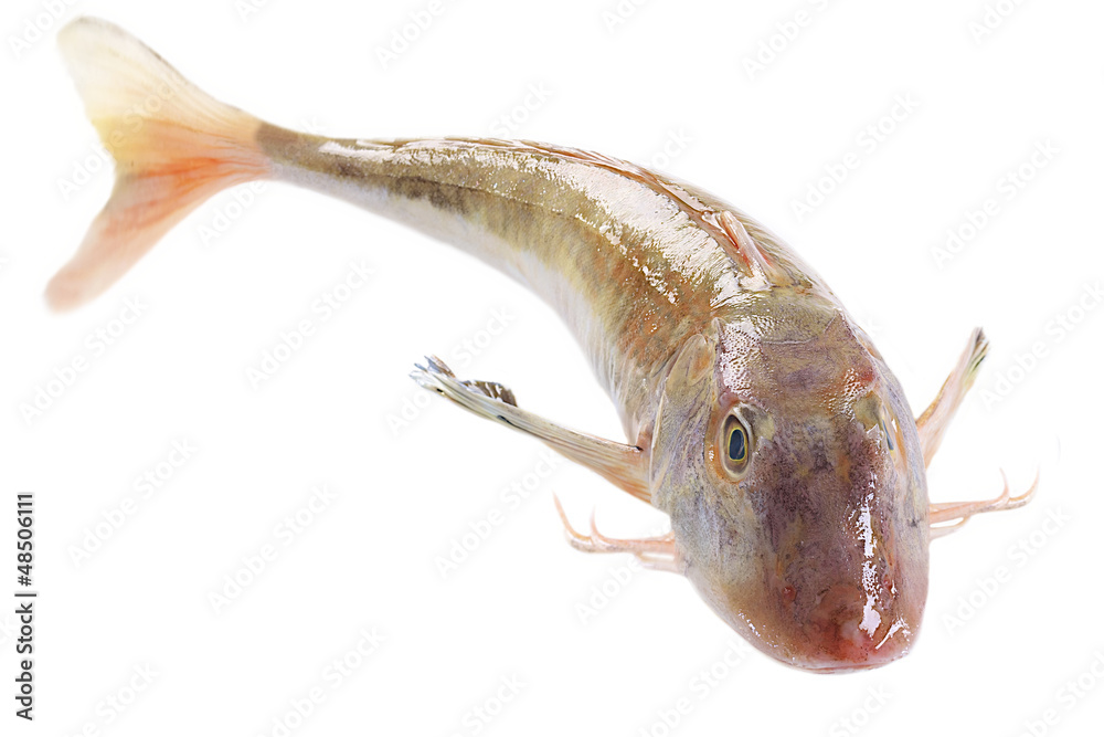 Rouget Grondin - Poisson de roche Photos | Adobe Stock