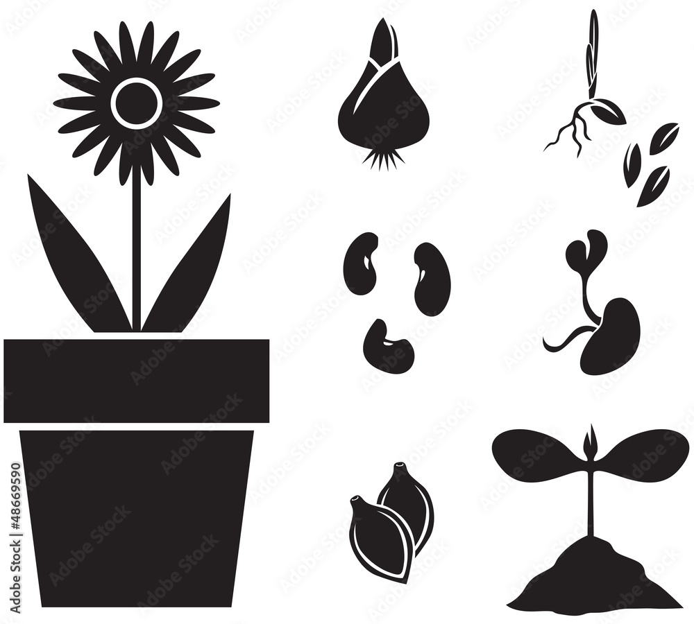 Flower and seeds Stock Vector | Adobe Stock