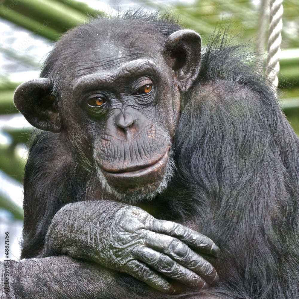 Sad Chimpanzee