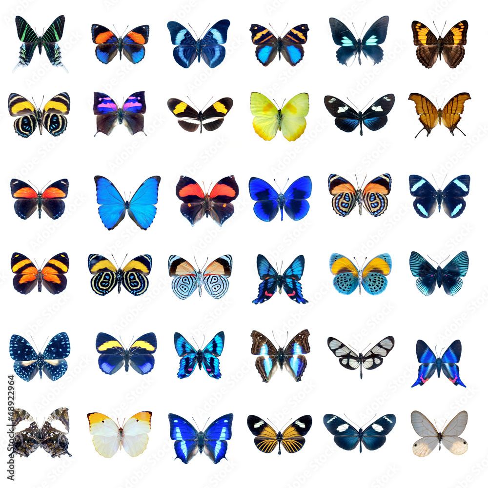 Collection de papillons sur fond blanc en haute définition Stock Photo ...