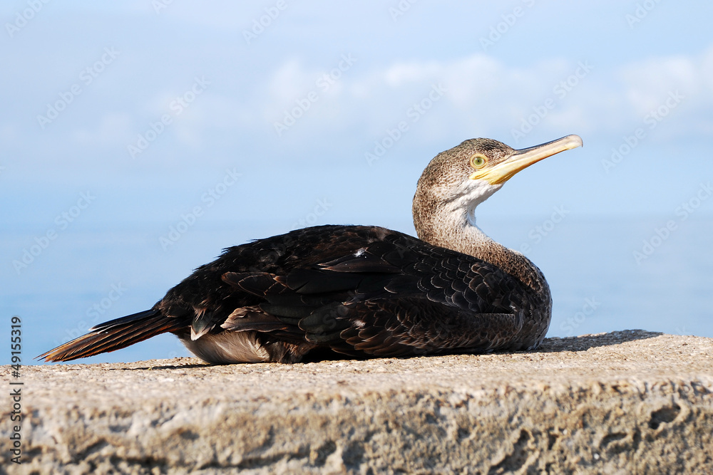 Kormoran Stock-Foto | Adobe Stock