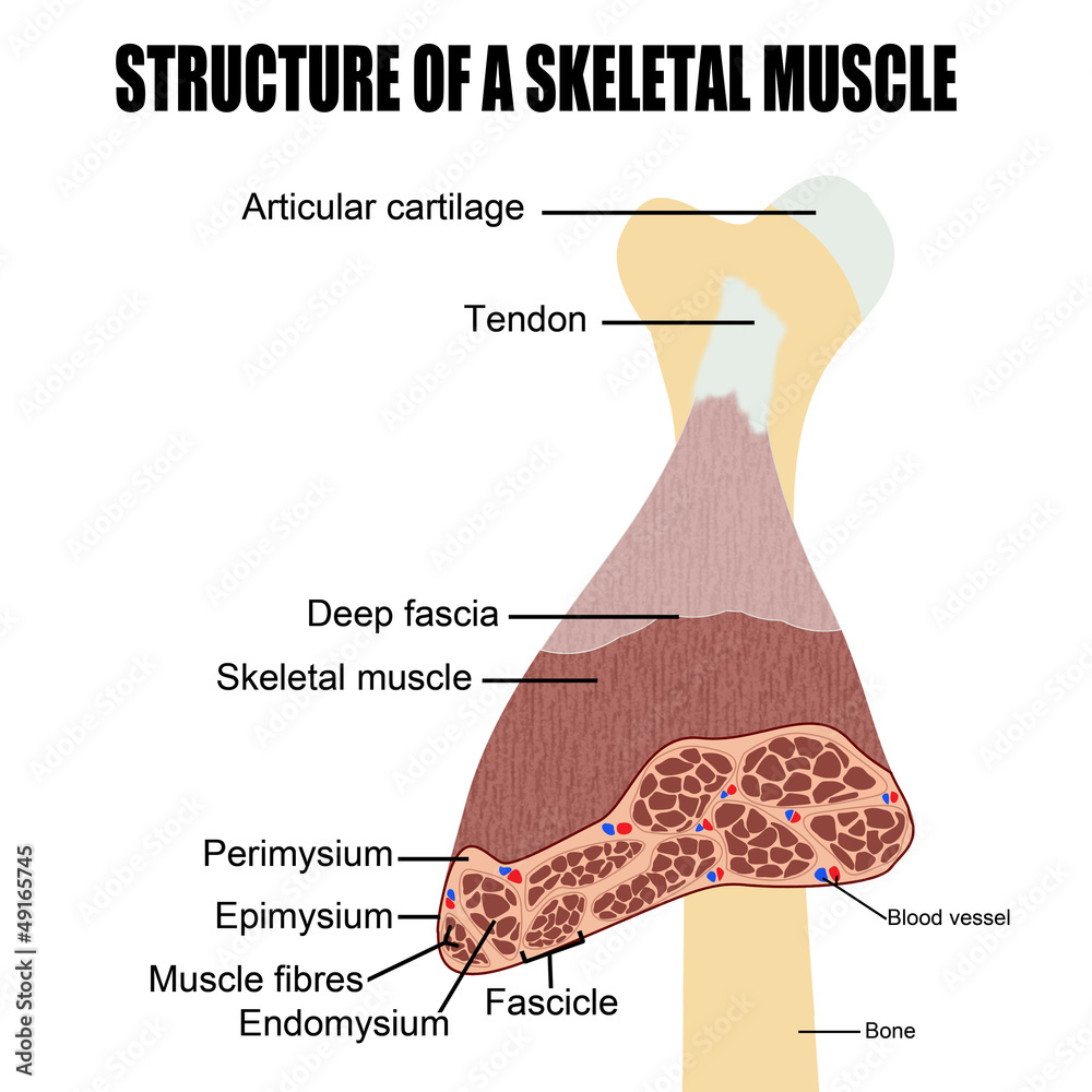 Structure of a skeletal muscle Stock Vector | Adobe Stock