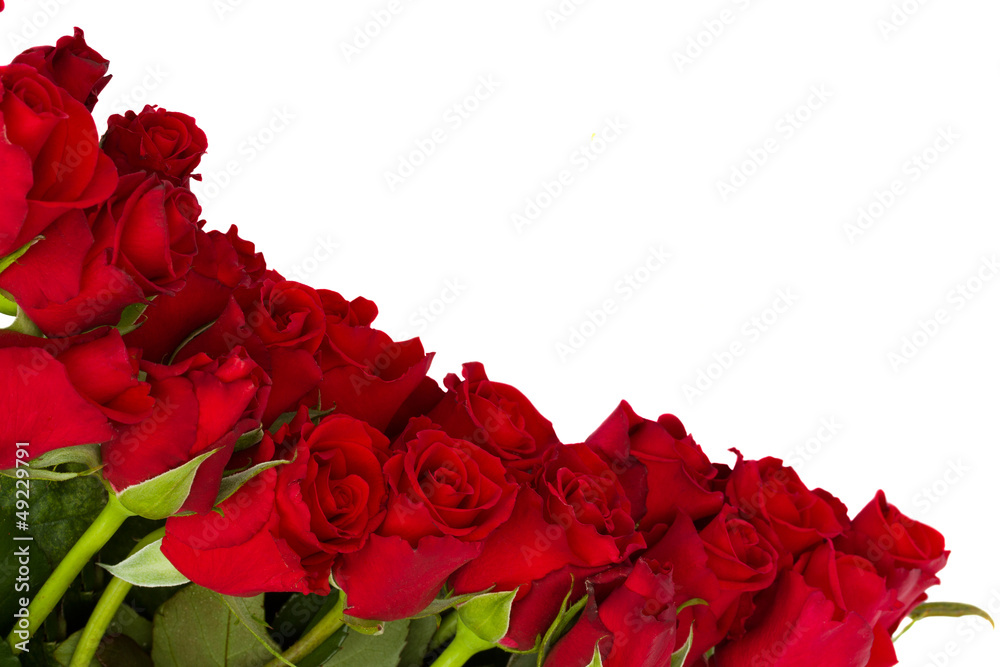fresh red roses border Stock Photo | Adobe Stock