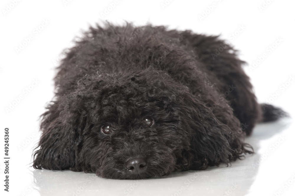 Black poodle - Schwarzer Pudel Stock-Foto | Adobe Stock